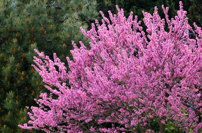 Best Windbreak Trees and Shrubs - Perimeter Landscape