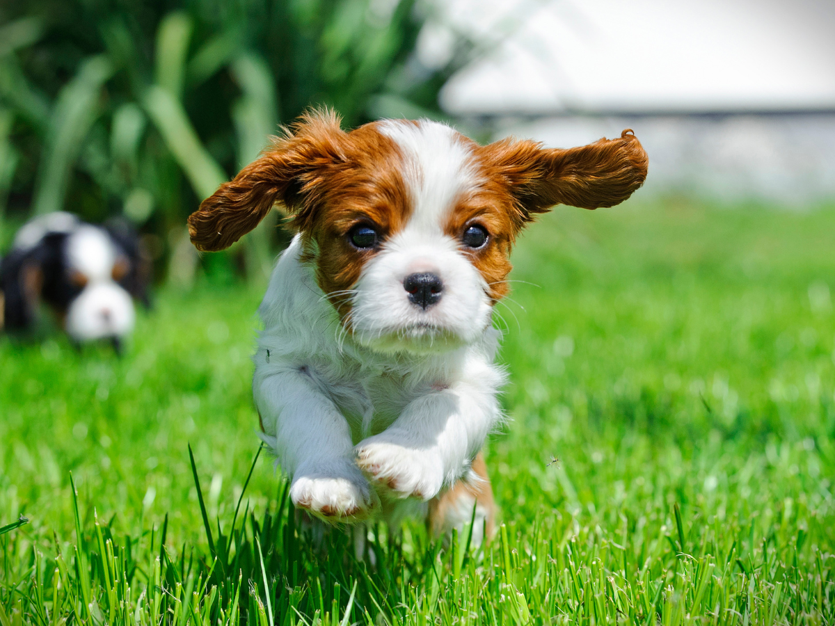 Perimeter Landscape - Transform Your Outdoor Living Space!